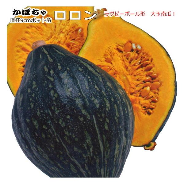 かぼちゃ 【 ロロン 】　9cmポット苗ラグビーボール形　大玉南瓜！上品な甘さと滑らかな舌触りで食味がよい。ラグビーボール形の果実は、1.8〜2kg程度の大玉、果皮は濃緑でちらし班が入ります。株間75cm程を目安に定植します。親ヅルを摘心し...