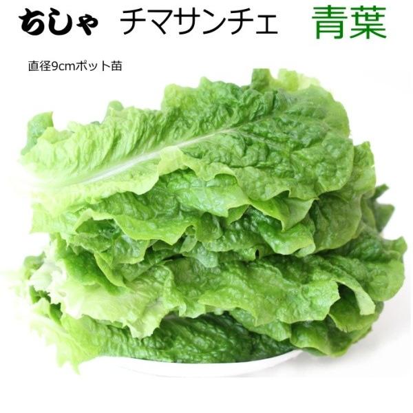 −特長− プランターでも簡単に作れる♪レタス系は冷涼な気候を好みますが、チシャは比較的暑さにも強いです。丈夫で生育旺盛なため、家庭菜園で手軽に作れます。 手の平サイズになった下葉をかき取って収穫するので、長期間の収穫が可能。熱いものを包んで...