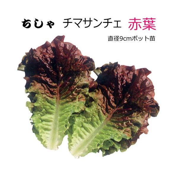 −特長− プランターでも簡単に作れる♪レタス系は冷涼な気候を好みますが、チシャは比較的暑さにも強いです。丈夫で生育旺盛なため、家庭菜園で手軽に作れます。 手の平サイズになった下葉をかき取って収穫するので、長期間の収穫が可能。熱いものを包んで...