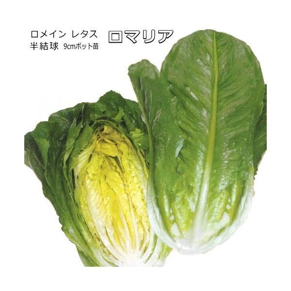 【農林水産省 登録品種（登録名：TLE487）】 ロメイン レタス【 ロマリア】 9cmポット苗 −特徴−中間・暖地の秋〜年内どり・春どりの幅広い作型に適しています。病気にも強く作りやすい品種のロメインレタスです。肉厚な為、サラダ以外に炒め...
