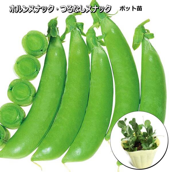 【 つるなしスナック エンドウ・ホルンスナック 】 ポット苗　丈夫で作りやすく 沢山とれる スナックエンドウ♪莢は肉厚で柔らかく、甘みは強く、独特の風味があっておいしいエンドウです。草丈は80cmほど、寒さに強く、生育旺盛でとても作りやすい...