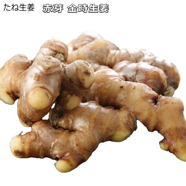 タネ生姜 【 赤芽金時 】辛みが強く芽ショウガの酢漬けにもおすすめです。小ショウガや葉ショウガとしても親しまれ ています。塊根は褐色を帯び幼芽および株元は特に鮮やかな淡紅色です。−　ショウガの栽培について　−生姜には塊茎の大きさにより大ショ...