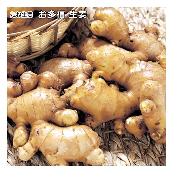 タネ生姜 【 お多福しょうが 】さわやかな辛みと芳香があり、薬味や漬物に利用されます。晩生で塊茎が大きく収量も多い、辛味も十分あります。4月上旬植付けて、11月上旬〜中旬に収穫、早掘も可。−　ショウガの栽培について　−生姜には塊茎の大きさに...