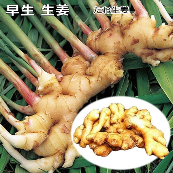 タネ生姜 【 早生しょうが 】　小さいけれど早生で香りが強い品種です。葉生姜にも利用されています。塊茎は小さいのですが、数が付きます。熟気は早生で辛味、香味が強く、薬味に最適。貯蔵性も高いので長くご利用いただけます。芽生姜、葉生姜にもどうぞ...