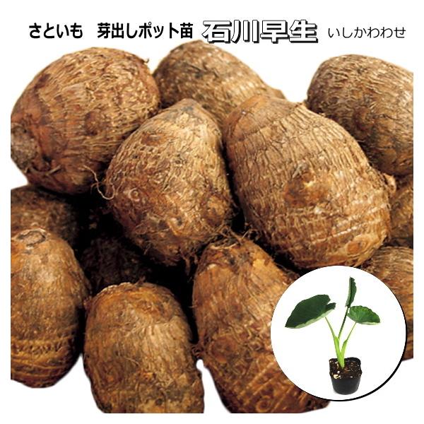 「土垂れ」と並ぶ代表的な品種！　　「石川早生（いしかわわせ）」は、「土垂れ」と並ぶ里芋の代表的な品種で、子イモはもちろん、孫イモも利用できます。石川早生の子芋は蒸したり茹でると手で簡単につるっと皮がむけます。肉質に粘りがあり、蒸したときに皮...