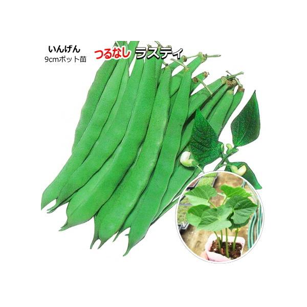 ツル無しインゲン 【 スティー 】 9cmポット　つるなし・すじなし・莢は肉厚で柔らかく美味しいインゲン！　白花ツルなし平莢インゲンで、草丈は55cm程度。莢は肉厚で、幅：2cm前後　長さ：14cm程度、莢は柔らかく甘みがあり美味しい。取り...