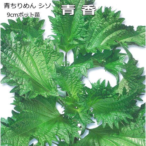 【 青ちりめんしそ 青香 せいこう 】 ポット苗　香り豊かで柔らかく おいしい！大変作りやすく家庭菜園におすすめ♪　気軽にサラダや、お刺身のツマ、薬味としてご利用いただけます。晩抽性は同系の青縮緬品種に比べると若干遅くなります。