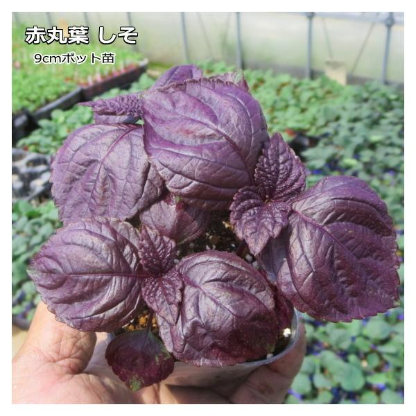 【 赤丸葉しそ 】 ポット苗　とても香りの良い赤紫の丸葉系！　晩抽性がつよく花芽が2週間ほど遅いらっきょう等をしそで巻くような商品で良く使っていただいております。また、人気のある焼酎の原料として使われています。紫香と同様、晩抽性が強く、従来...