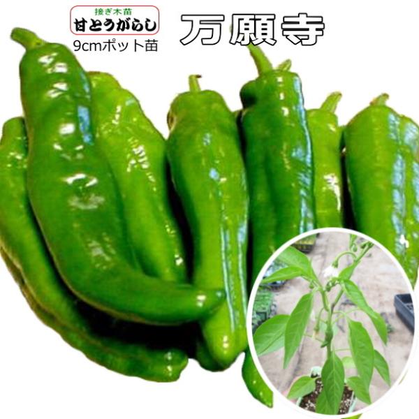 甘唐辛子 【 万願寺 】　ポット苗京都府舞鶴地方を起源とした京野菜！　手のひらサイズのジャンボな甘唐辛子です！果実は大型で長さ15cm、重さ15g程度で、果肉はピーマン並みに厚く柔らかく甘味もあり、種子が少ない。独特の風味があり、タネとワタ...