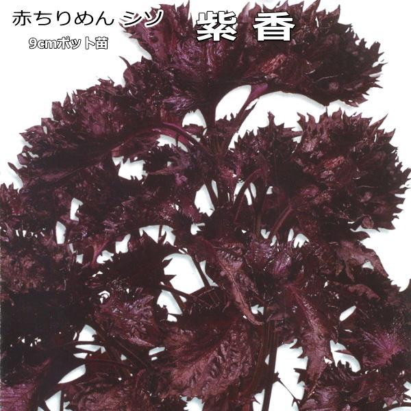 【 赤チリメンしそ 紫香（しこう） 】 ポット苗　梅干し漬けに最適な縮緬の赤しそ♪梅干し漬けに最適な縮緬の赤しそ!　その鮮やかな赤紫の発色の良さは他品種の追随を許しません。加えて味の良さと香りの高さが梅漬けを最高に仕上げます。穂じそ、芽じそ...