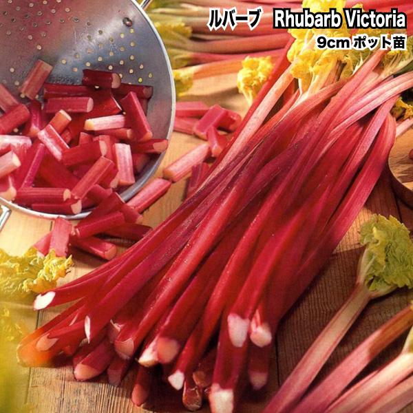 【 ルバーブ・Victoria 】 ポット苗　シベリア原産の多年草。軸を加熱してコンポートやジャム、ルバーブなどにします。ルバーブは大型の植物で、地際から葉柄を伸ばし、大きな葉を広げ、高さ80cm〜2mにもなります。緑色の茎のルバーブをジャ...