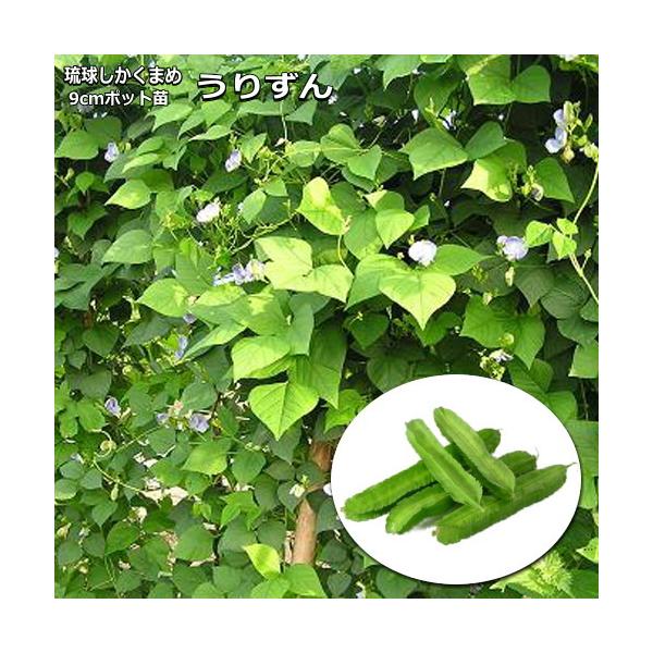 四角豆 【 琉球しかくまめ うりずん 】 9cmポット苗　グリーンカーテンにも利用できる　高タンパクな夏野菜♪食用、グリーンカーテン、緑肥効果にと、利用巾の広い四角豆です。莢に４枚のヒダがあるめずらしい莢豆。シャキッとした食感で、莢インゲン...