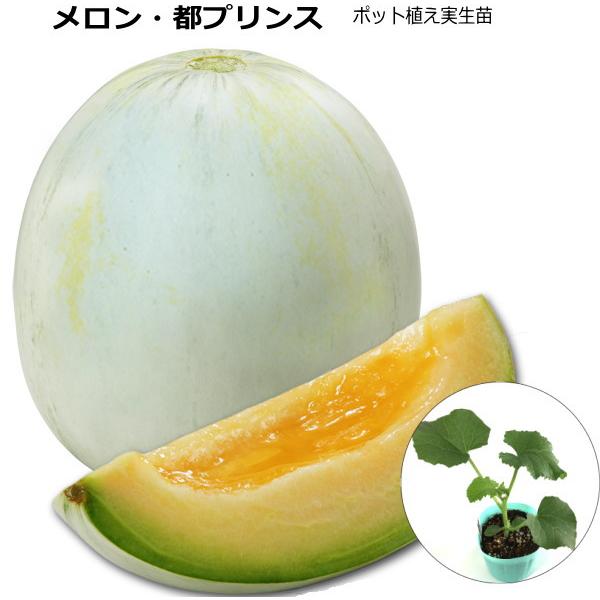 メロン 【 都プリンス 】 ポット植え実生苗　------------------- 作りやすくて家庭菜園で人気のプリンスメロン系♪果実は６００ｇ前後。果皮は白灰緑色で、果肉は淡い橙色で果皮の近くは緑のグラデーション。 糖度は１４?１５度前...