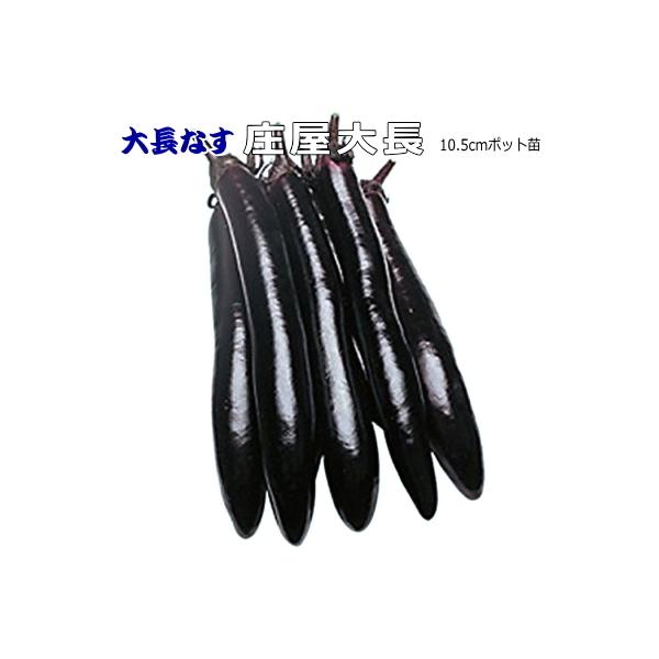 実生　大長なす 【 庄屋大長 】　10.5cmポット苗果長35〜40cm程度にもなる大長ナス。色ボケ果の発生が少なく、大長ナスとしては熟期が早い。 草姿は立性で草勢が強く、耐暑性も強い。果実内の種子数は少なく、果肉がやわらかで焼きナスにする...