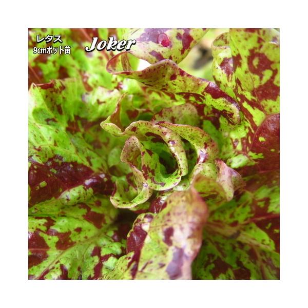 レタス 【 Joker 】 固定種 9cmポット苗 オーガニック種子によるリーフレタス【輸入種】まだら模様の一風変わった おしゃれレタスです♪パリパリっと歯ごたえと風味ある葉が、幾重にも（直径15〜20cm前後）こんもりと茂ります。エメラル...