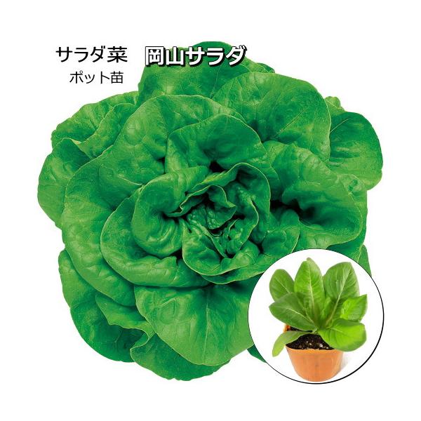 サラダ菜【 岡山サラダ 】 9cmポット苗　暑さにも寒さにも強く、周年栽培可能なサラダ菜♪濃緑の肉厚葉で切れ込みやシワが少なく、生育の早い極早生種。草勢旺盛で作りやすいサラダ菜。肉質はやわらかく品質良好。●元肥主体で初期生育を旺盛にします。...