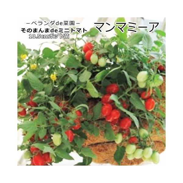 そのまんまde菜園シリーズ　【 そのまんまdeミニトマト　マンマミーア 】◆完全放任栽培のミニトマト◆鉢植え・プランター・ハンキング専用のミニトマト水やり、追肥以外は完全放任でＯＫなのに甘くて、沢山収穫できます♪どうか脇芽取りをしないでくだ...
