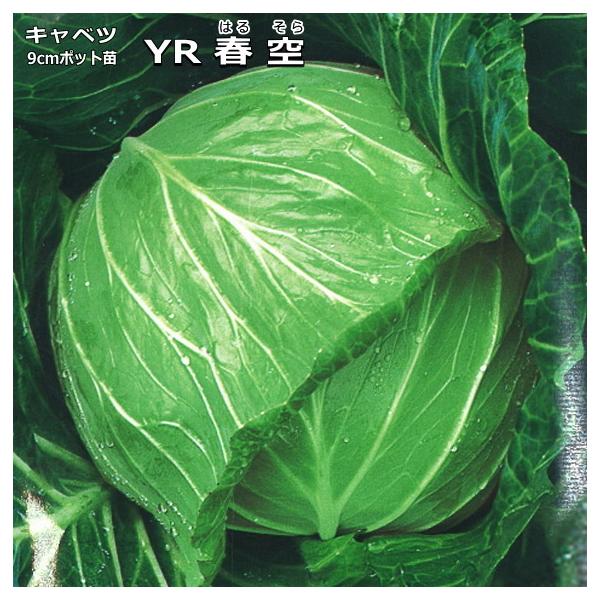 キャベツ 【 YR春空 】 9cmポット苗　甘くておいしい初夏どりキャベツ！　【寒玉系】萎黄病に強く育てやすい！　晩抽性と早熟性にも優れています。肉質はやわらかでサクサクし、甘みが強く食味が大変よい。サラダだけでなく大きめの短冊切りで食べて...