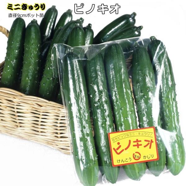 10cmほどで収穫する　小さなキュウリです♪　ミニキュウリの専用品種！　　すぐに大きくなる品種なので、採り忘れると普通のキュウリになってしまいます。ぽりぽりして美味しいので、そのままかじったり、切れ目を入れて丸ごと浅漬けにしたり、ピクルスに...