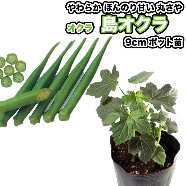 やわらかく、味もほんのりと甘みがある丸オクラ小葉で節間がつまり密植栽培も可能。角オクラと比べ、やわらかいので食味は良く、少し獲り遅れても固くならず、スジが入りにくい。オクラは直根性で移植適応性が低い作物なので、なるべく根を切らないよう（ポッ...