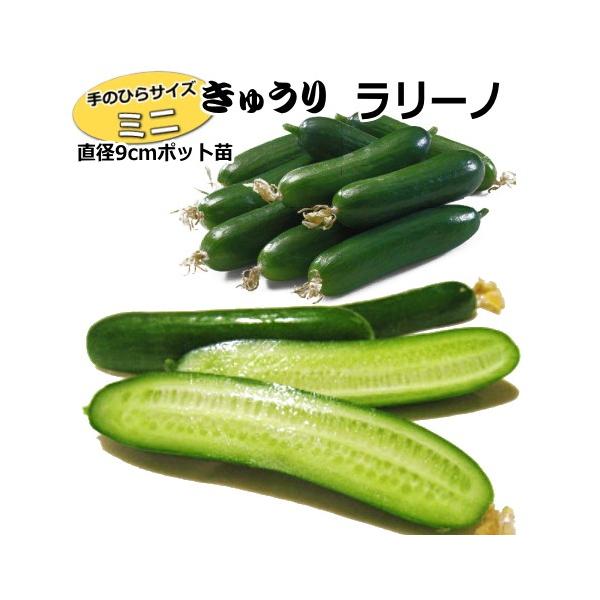 イボなしの超ミニきゅうり　完全節成り＆房成り　10cm弱どんどん収穫！！！　　ぽりぽりして美味しいので、そのままかじったり、切れ目を入れて丸ごと浅漬けにしたり、ピクルスにちょうどいいサイズです。他品種との混植は避けてください。　株間60cm...