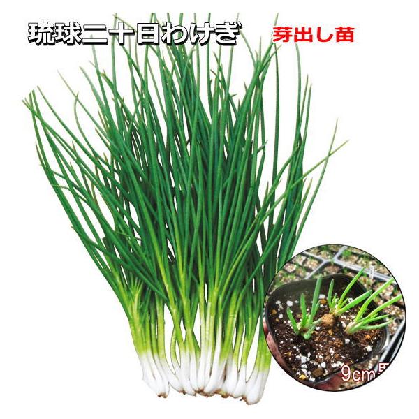 ワケギ 【 琉球二十日わけぎ 】 芽出し苗　植えてから3週間ほどで収穫できるスピード野菜♪沖縄料理でよく使われる分葱の一種で、植え付け後20日〜30日で収穫できるネギより細い葉が30センチ程伸びるスピード野菜です。香りが良く適温下では収穫ま...