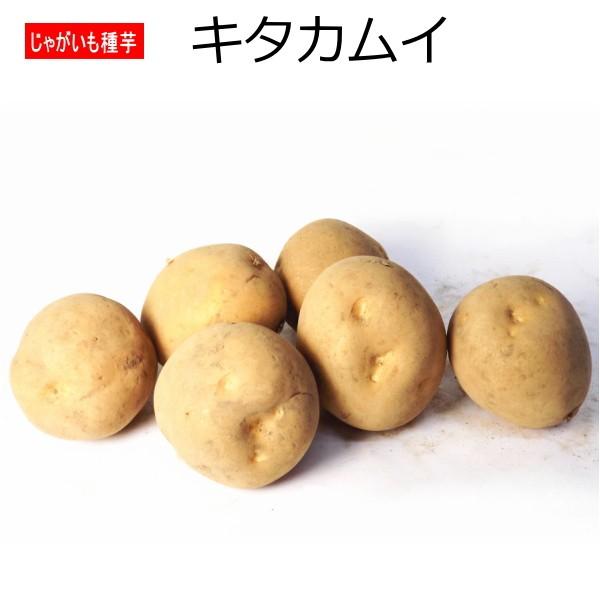 【農林水産省 登録品種（登録名：きたかむい）】 −特徴 − 丸くて白く、見た目は「男爵薯」にそっくりです。男爵薯より多収で空洞の発生が少なく、貯蔵すると熟成し驚くほど甘くなります。貯蔵性がよく長期間利用が可能。男爵に比べ煮崩れしずらく、煮物...