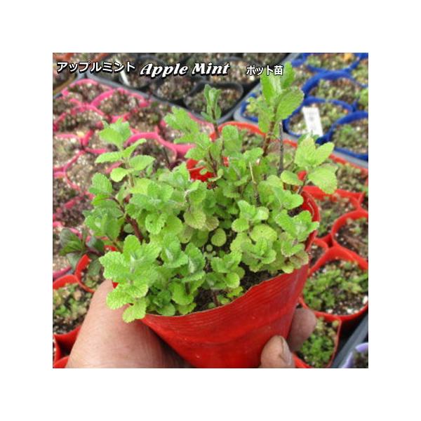 アップル ミント Apple Mint  ポット苗野菜の特徴葉・花・茎（特に開花期は香が強く利用しやすい）香味料として各種料理に利用できます。夏、冷凍庫で氷を作るときなどに葉を一枚づづ入れても青林檎の香がほんのりと漂う氷ができます。また、ハ...