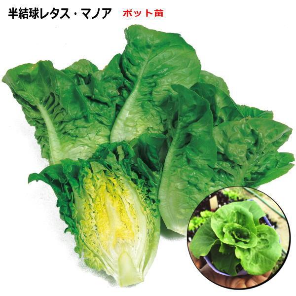半結球ミニレタス【 マノア 】 ポット苗　---------------------------歯切れのよい　ミニの超極早生半結球レタス！肉質はやわらかで歯切れがよく、食味良好。耐暑性があり、作りやすい。熟期は、播種後50〜60日で収穫でき...