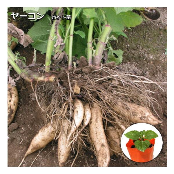 【 ヤーコン 】  野菜の王様！肉色が白く、多収で貯蔵性に優れています。収穫してから追熟させると甘みが増してきます。収穫期は、地域にもよりますが11〜12月頃。鉄分、マグネシウム、ポリフェノール、カルシウム、カリウム、食物繊維が、他の野菜や...