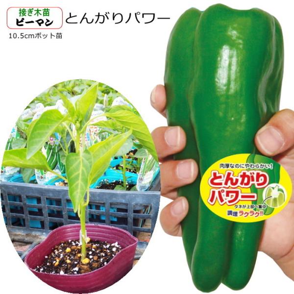 接ぎ木 ピーマン 【 とんがりパワー 】　9cmポット苗苦味やピーマン臭が少ない！　大きい実なので調理がラクラク♪ジャンボで果肉は厚く甘味があり、苦味やピーマン臭さが少ない。果長15cm、果径4cm、果重70ｇ前後が収穫の目安ですが、収穫幅...