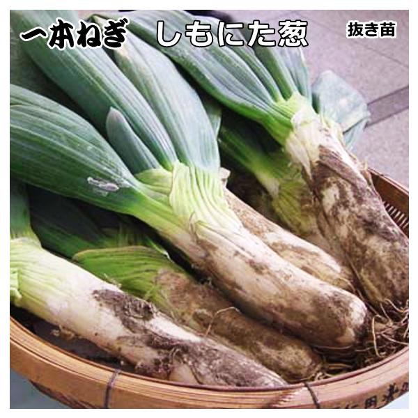 １本ねぎ 【 下仁田葱 】　抜き苗−特長−●味が自慢！　これぞ殿様ネギ！やわらかく特有の風味と甘みの一本ねぎ。生では辛いネギですが、煮・焼料理に使うと本領発揮！　とろけるような舌触りと味わいが楽しめます。−栽培の要点−●施肥比較的吸肥力の強...