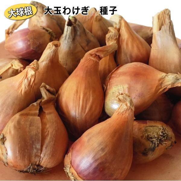 ワケギは種ができないので、球根で殖えて増やします。鮮やかな緑の葉は香りがよく、薬味や彩りにぴったりです。植え付けから約2カ月で収穫を迎え、収穫後約1カ月で新しい葉が再生するので、何回か収穫を楽しむことができます。半日陰でも作れて、ベランダな...