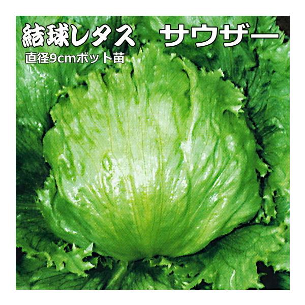 【農林水産省 登録品種（登録名：サウザー）】 初夏〜秋どりの栽培に、幅広く適応する晩中早生種。つやのある扁円球で、包被性にすぐれる。葉肉は厚めで日持ちが良く、おいしい。 育期間がやや長い品種なので、後半の肥料切れに注意します。完熟堆肥を投入...