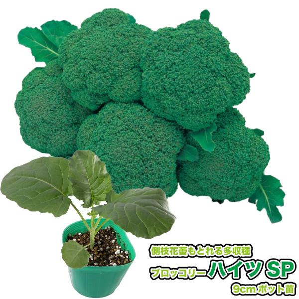 −特徴− 定植後約65日で収穫できる中早生種で、その後側枝花蕾もとれる多収種。 環境条件にもよりますが、直径16cm、重さ450g程度の栽培適応幅が広い。 −栽培方法−1.あらかじめ土作りをしておきましょう。定植の2週間前に、苦土石灰をまい...