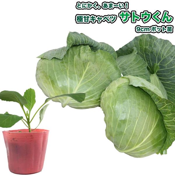 −特徴−とにかく甘みが強く美味しい。葉質は柔らかで食味は抜群！やや平玉に仕上がり、球重1.5〜1.7kg程。病気に強く作りやすい甘藍。草勢は強く外葉はやや大きく、結球内部は美しい黄色です。−栽培方法−排水の良い畑に植え付けます。1平米当たり...