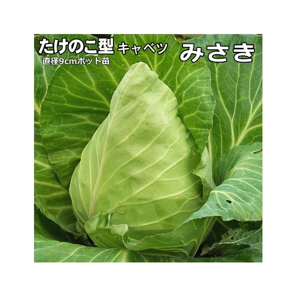 −特徴−タケノコ形の、とんがりキャベツ！　外葉が小さめな為、密植ができます！ 葉肉はやわらかで甘みに富み、ジューシー！　生食用に適し、栽培環境にもよりますが1.2kg前後になります。 −栽培方法− 排水の良い畑に、元肥主体で初期生育を促進さ...
