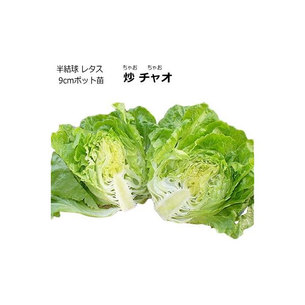 −特長− サラダだけじゃもったいない！レタス農家が旨いと認める半結球レタス！ 肉厚で食感バッチリ！炒め物・鍋物にも最高。玉レタスのように巻かないので、一枚づつ容易にはがせるレタスです。 −栽培方法ー生育期間が短いので、元肥中心で初期から生育...