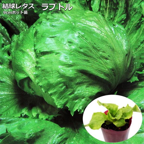 −特性− 病気の発生が少なく、大玉で収穫できるとあって、家庭菜園におすすめ♪結球する数あるレタスの中でも、特にプロが認めた自信作です。 −栽培方法− 窒素少な目の元肥主体で初期の成育を促しましょう。 酸性土を嫌うので、定植の2週間前に苦土石...