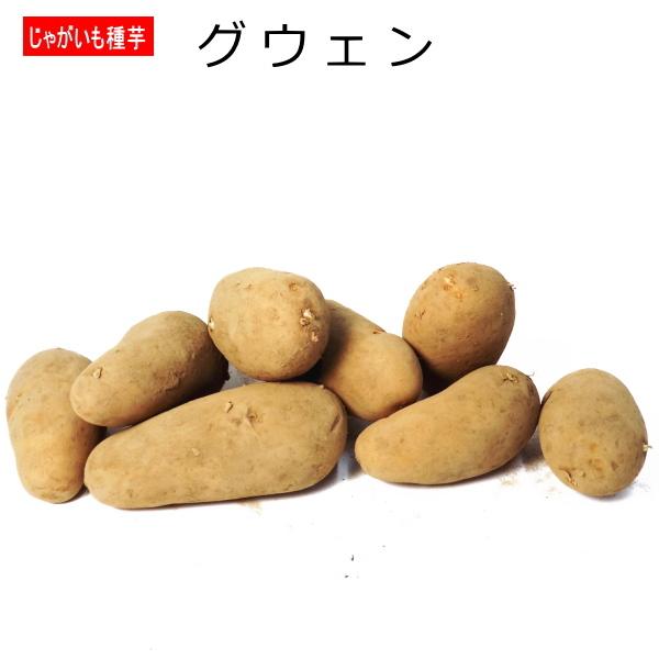 【農林水産省 登録品種（登録名：グウェン）】−特徴 − グウェンは、フランスで人気上昇中の品種で、食味の良さが定評あります。中粒で数が多く、どんな料理にも適しています。メークイーンのような長形なので、皮がむきやすく調理しやすい♪  −栽培ポ...