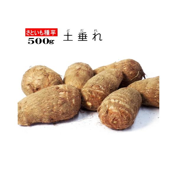 粘りがあり　煮崩れしにくい！　子いも専用品種！　貯蔵性が非常によい！特有のぬめりがあり、肉質もねばりがあり煮くずれしにくいのが特徴です。晩生種で貯蔵性が高く、一年中出回っています。また収量性や栽培しやすいこともあり家庭菜園でも人気があります...