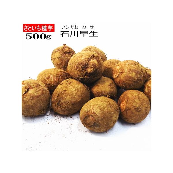 【里芋　石川早生】−特徴−石川早生の子芋は蒸したり茹でると手で簡単につるっと皮がむけます。肉質に粘りがあり、蒸したときに皮離れがいい石川早生ならではの食べ方です。石川早生（いしかわわせ）の収穫時期は早く、九州宮崎県では７月から始まり９月頃ま...