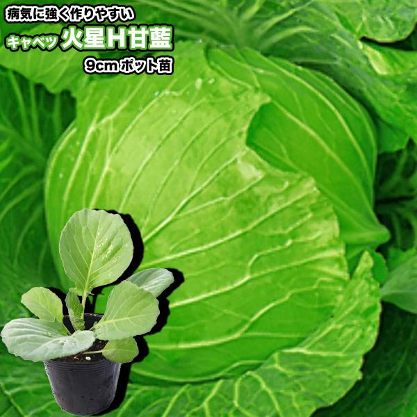 キャベツ 【 火星Ｈ 甘藍 】 ポット苗---------------------------------------やわらかく甘味が強い！ 病気に強く作りやすい！暑さや病気にも強く、生育旺盛、黒腐やウィルスに強く作りやすい。肉質がやわらか...
