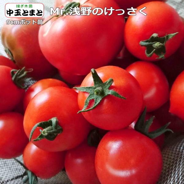 接ぎ木　中玉トマト 【 Mr.浅野のけっさく 】　9cmポット苗糖度が高く、ミニトマトの甘さと、大玉トマトのうまさを併せ持つ中玉トマト。果重30ｇ程、1房当たり8〜12個着果します。鮮紅色で果肉が厚く、裂果も少ない。畝幅1m、株間40〜50...