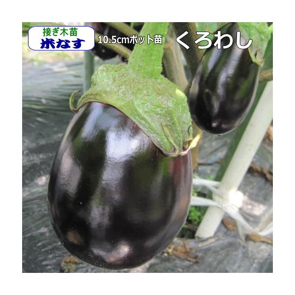 接ぎ木　米なす 【 くろわし 】 ポット苗幅広い料理に向く大型ナス！果色は濃黒紫色で、短めの長卵形の大型ナス。収穫適期は350g程度で、少々とり遅れても、色ツヤ、肉質の低下があまりなく、収穫後の日もちがよい。枝は太く、草勢と初期の吸肥力は普...