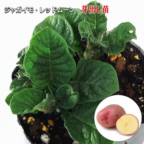 −特徴 − 皮は赤で身は黄色。粘質で煮物にむきます。長卵形で形や特徴がメークインに似ていることから、別名レッドメークインとも呼ばれています。長卵形のメークイン型なので皮がむき易く、調理しやすい♪ホックホックで甘いので、おやつ作りにも最高。　...