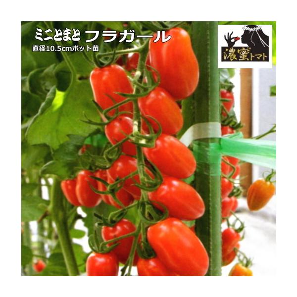濃密トマト 【 フラガール 】　9cmポット苗フルーツより甘くプリッとした食感でジューシー！　赤楕円形、果重20〜24g。通常栽培で甘さの極限にチャレンジ、株にヘタ残して果実のみ収穫がお奨めな新コンセプトミニトマト。生育後期には1段2花房（...