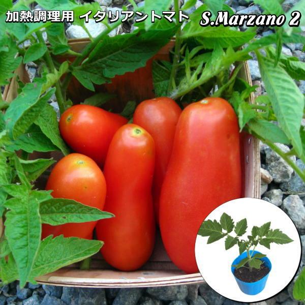 加熱調理用イタリアン トマト 【 S.Marzano 】 ポット苗　---------------------------加熱調理用トマトの伝統的な品種！本格的なイタリアン料理に、おすすめ♪皮が薄く、種の少ない、肉厚の実が沢山収穫できます。...