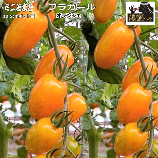 ミニトマト 【 濃密トマト・フラガール オランジェ 】 実生ポット苗　濃厚な甘みとバランスの良い酸味は、他に並ぶものが無いおいしさ！しぼり栽培しなくても、フルーツ感あふれる甘い食味、一口食べれば動きだし、二口目には、ステップを踏んで踊りだす...