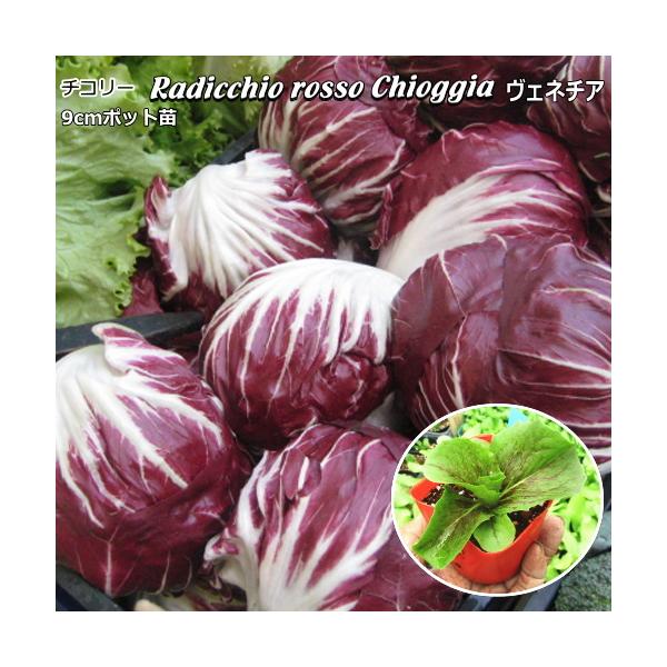 Radicchio rosso Chioggia【 ヴェネチア 】 ラデイッキョ・ロッソ・キオッジャ　9cmポット苗　イタリアのアドリア海に面したキオッジャ市特有の品種　夏場も発色鮮やかな早生種♪赤ラディッキョは、チコリの品種群で、みな葉脈...